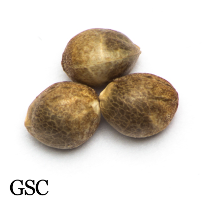 Grow Tips & Strain History