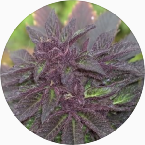 Click here to follow me on Instagram